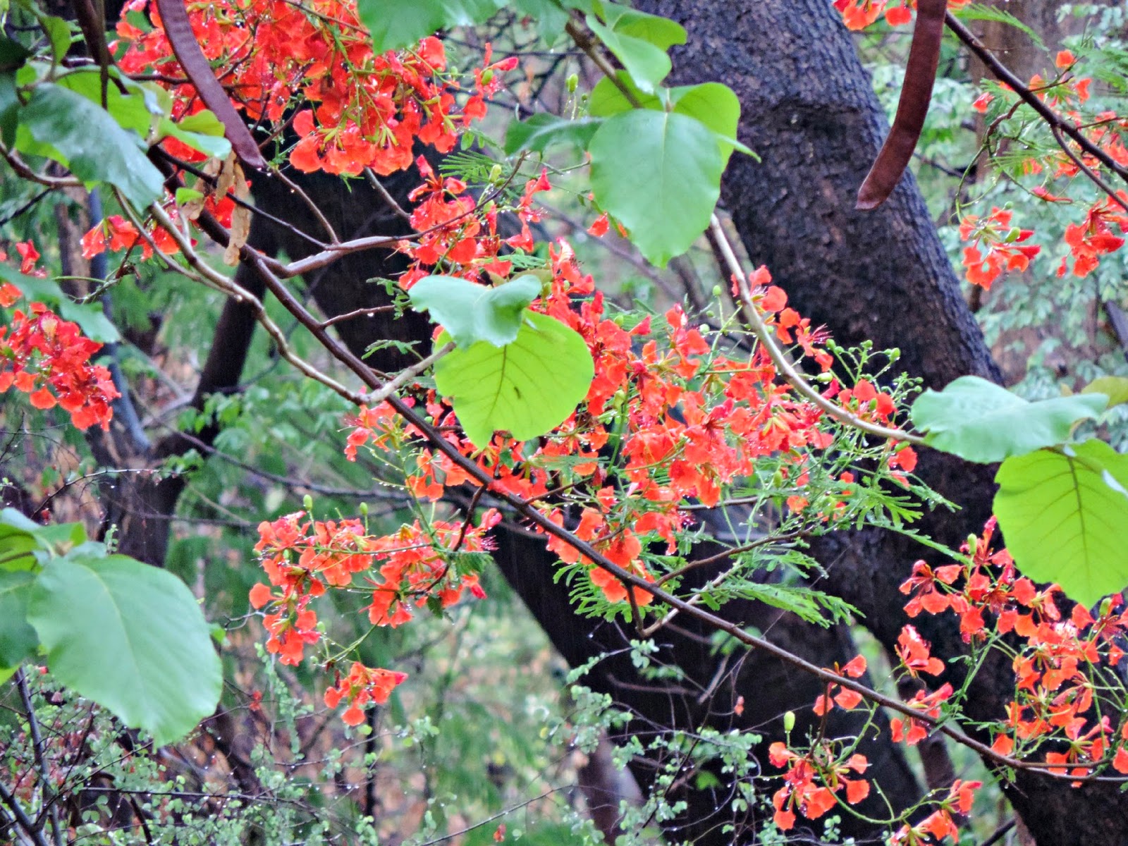 Thread Muse: Bamako, Mali!