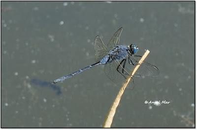 Butterflies and Dragonflies: Orthetrum trinacria (Una elegante libélula ...