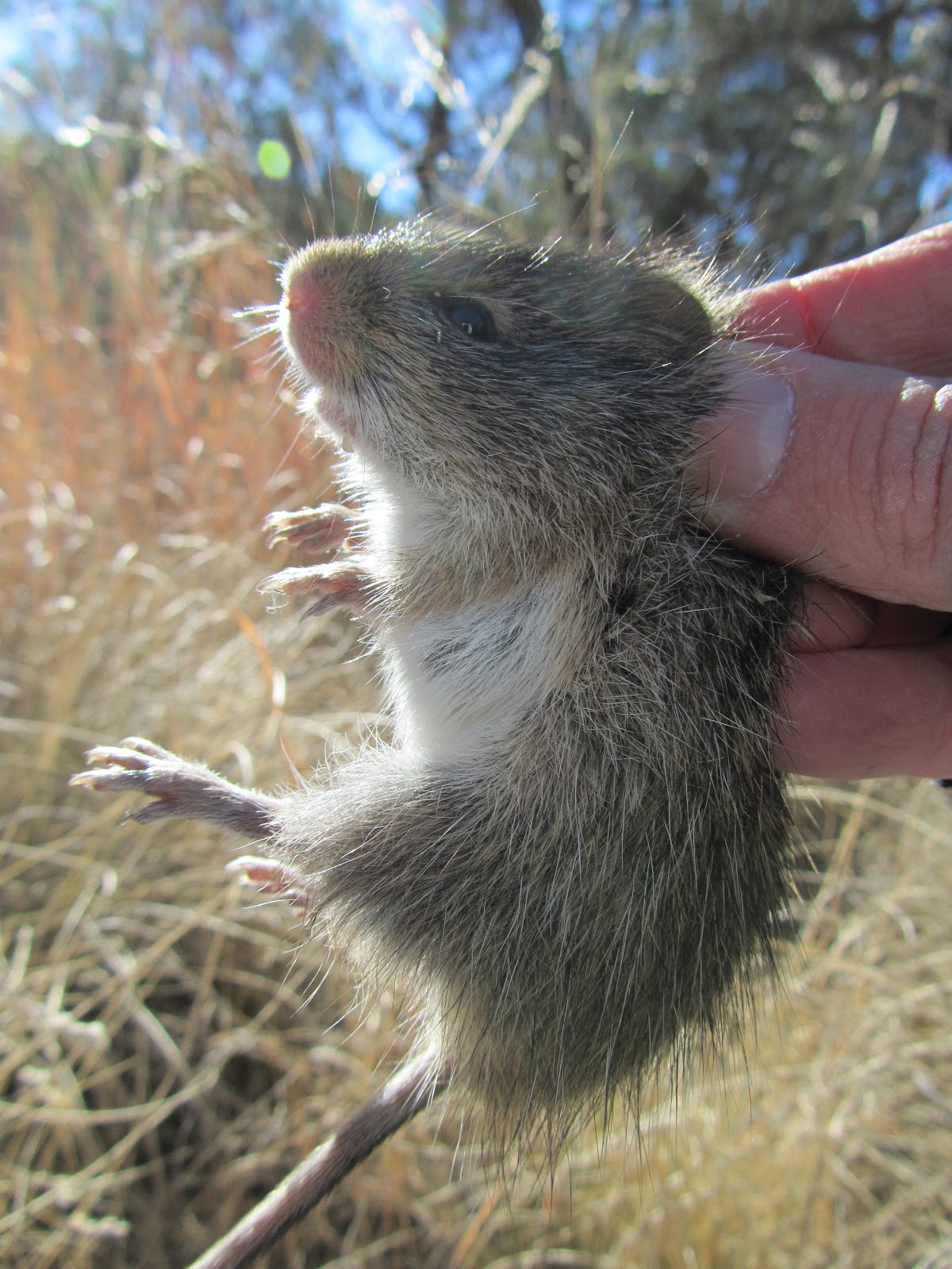 My Life on the (slightly) Wild Side: The wild-er side of Texas!