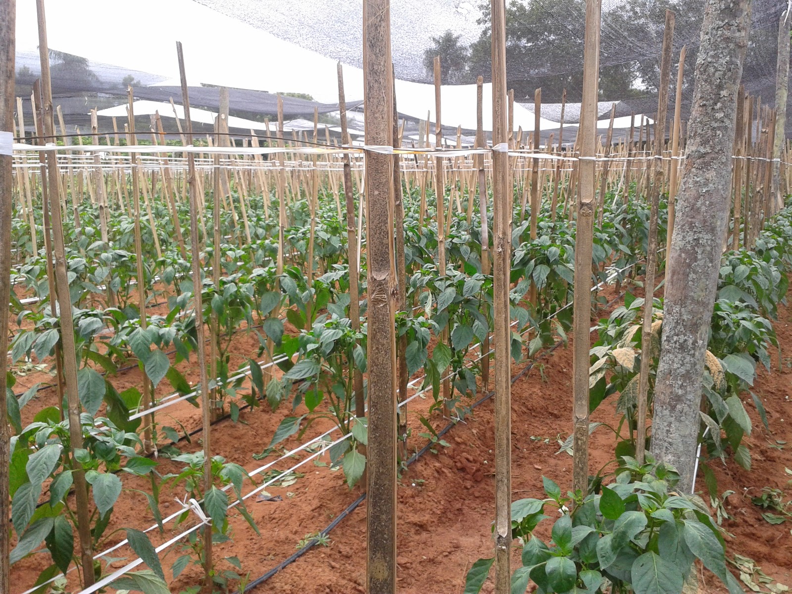 Paraguay: un milagro americano!: Locote paraguayo con calidad de ...