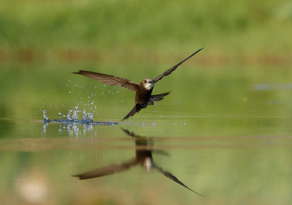 Nikos Fokas Photopraphy Blog: Pallid Swift (Ώχροσταχτάρα - Apus pallidus)