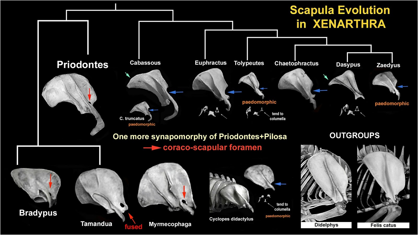A EvoluÇÃo Dos MamÍferos The Evolution Of The Mammals Xenarthra