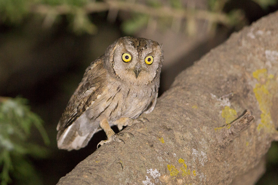 Birds of Saudi Arabia: Arabian Endemics