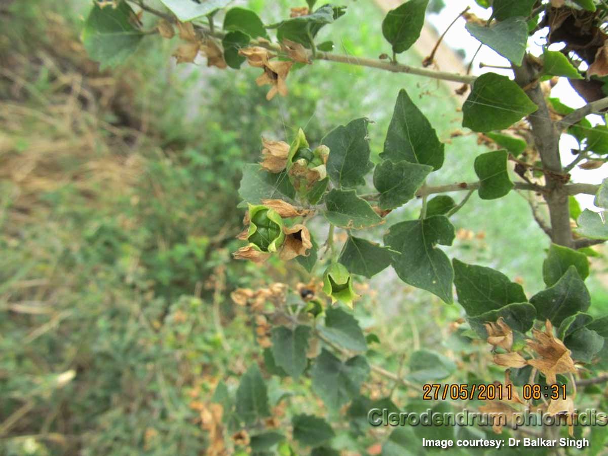 Medicinal Plants: Clerodendrum phlomidis, Urni, Agnimantha, Tazhuthaazhai
