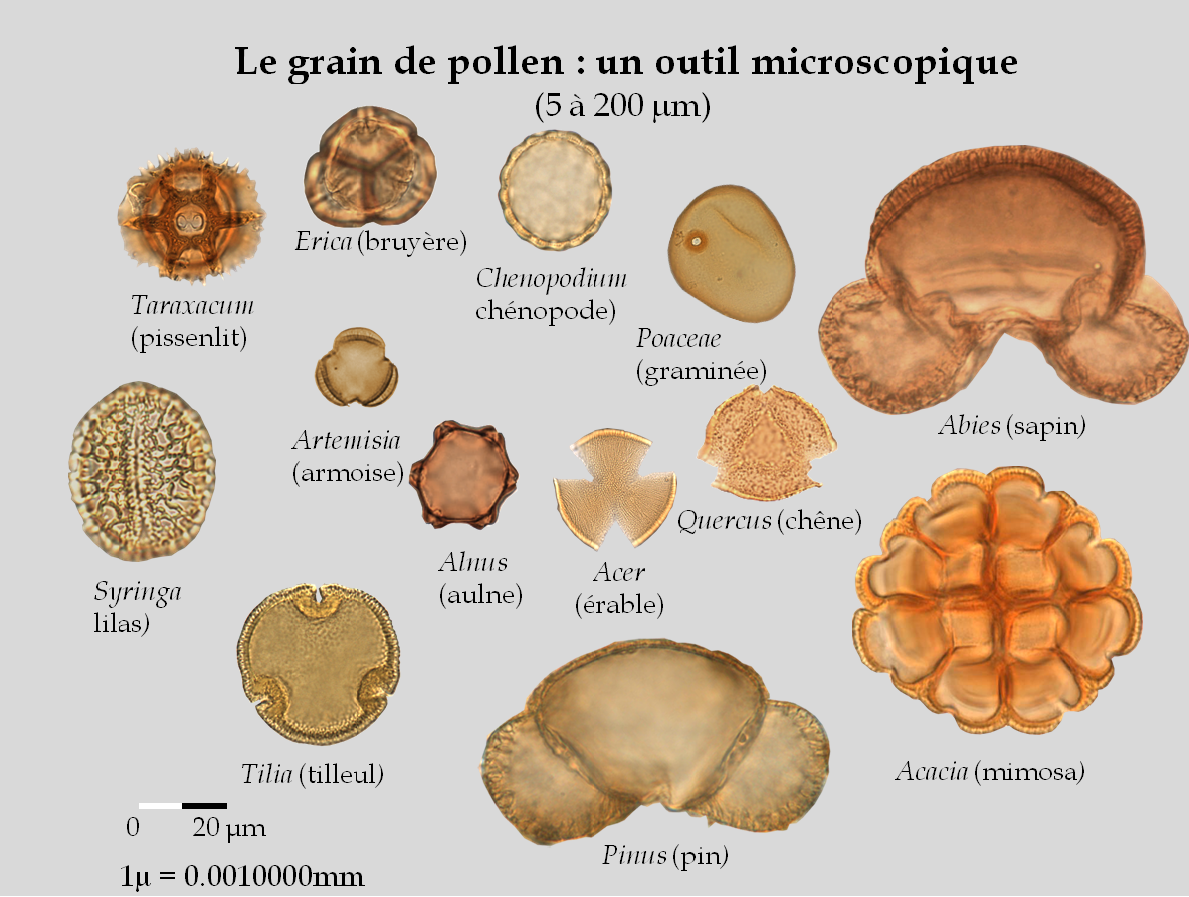 L'actualité du CDI - Lycée Robert Doisneau: Pollen : Comment la ...