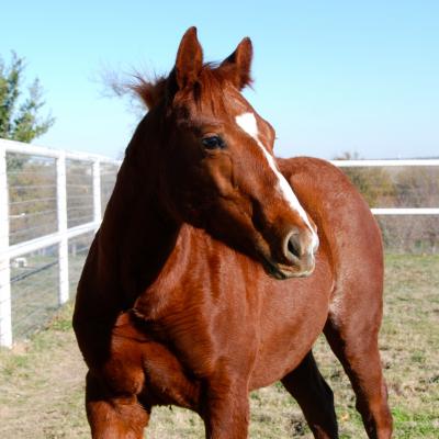 Roan River Ranch Quarter Horses: 2011 colts