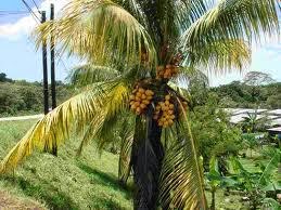 Cultura Guaraní: Mbokajá o cocotero