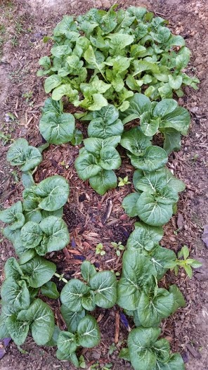 SAWI PUTIH KERINTING - Rangkuman Cara Bertanam Lengkap