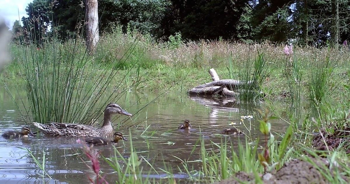 sustainable garden: enjoying george's pond ...