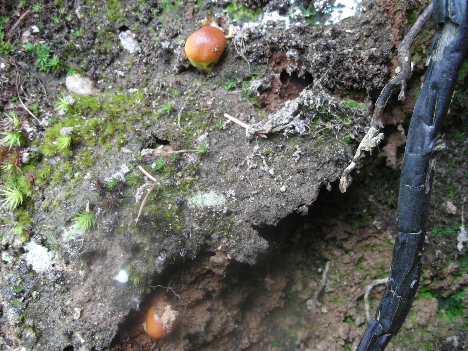 PAT COOKS: 'Slippery jacks' Suillus luteus