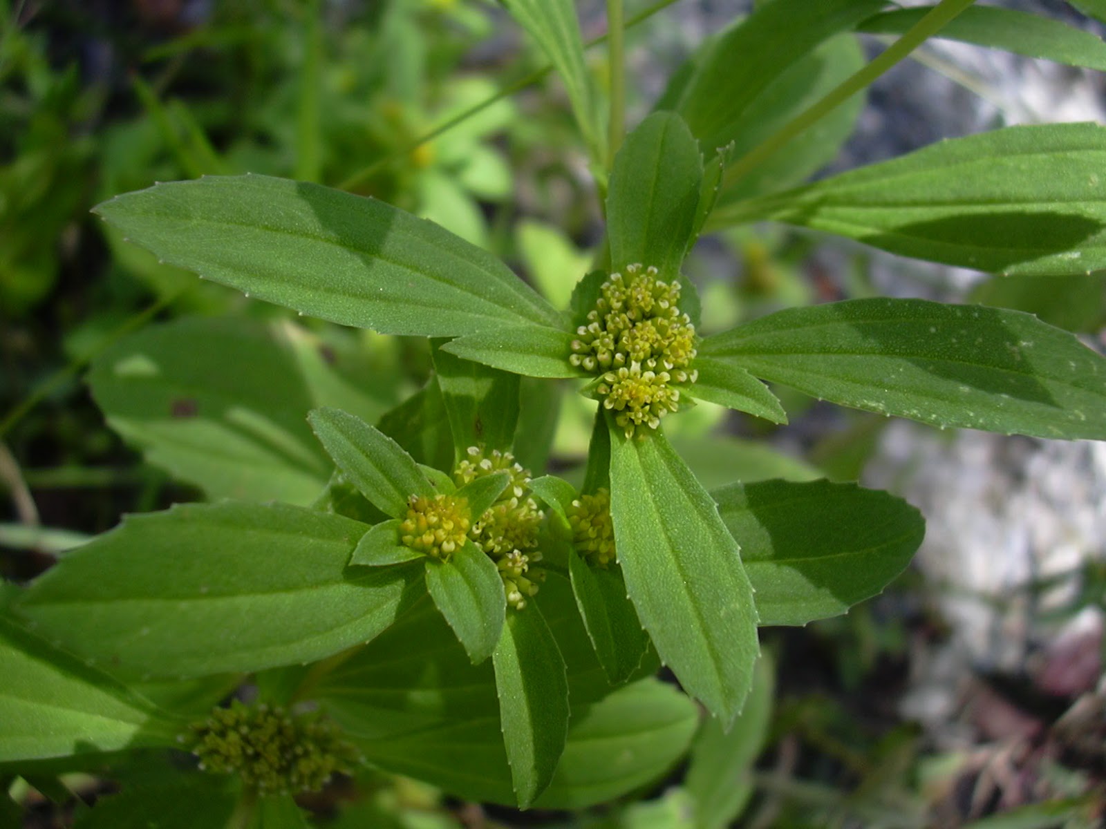 PLANT FAMILIES OF PUERTO RICO AND FLORIDA PAPO VIVES: ASTERACEAE TRIBU ...