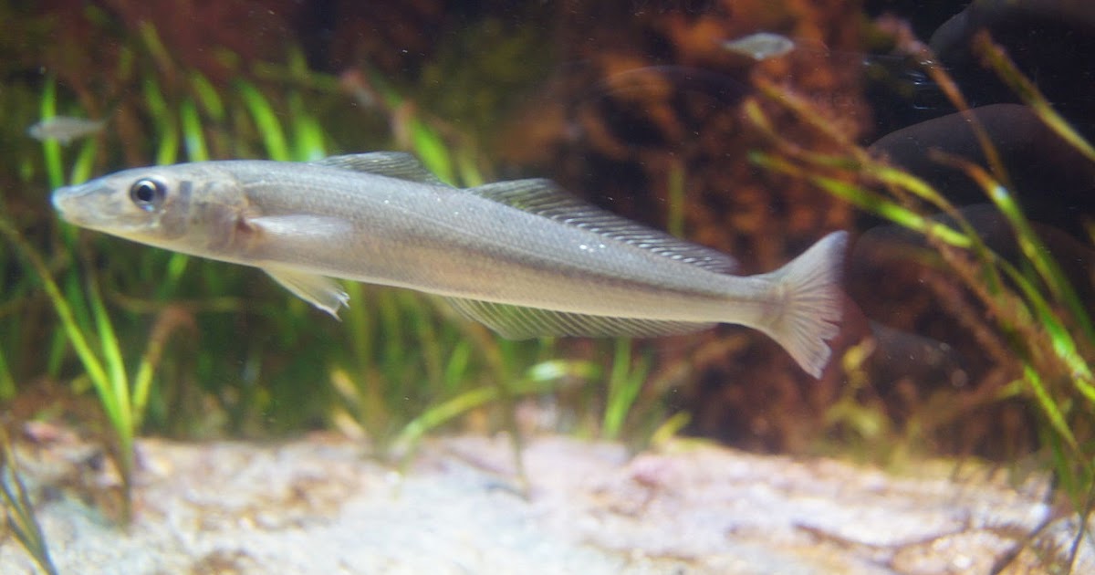 Oppdag Fisk!: Japansk Hvitting/Japanese Sillago/Sillago Japonica (Saltvann)