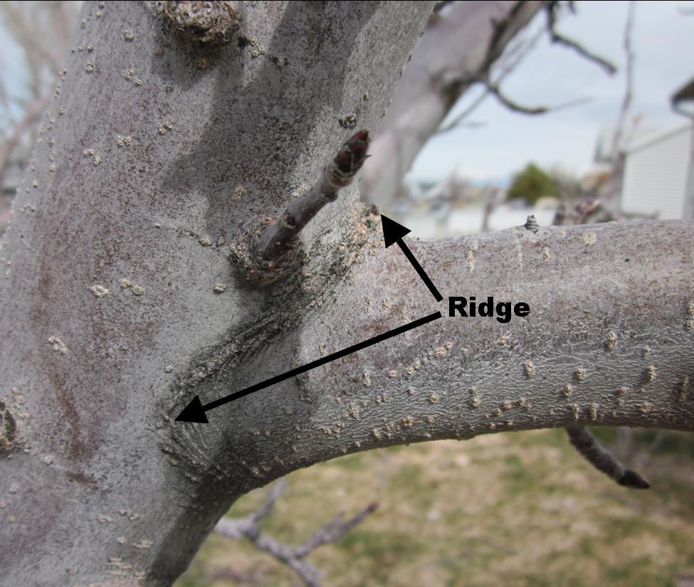 Fruit Tree Pruning at Its Best: What is a Ridge?
