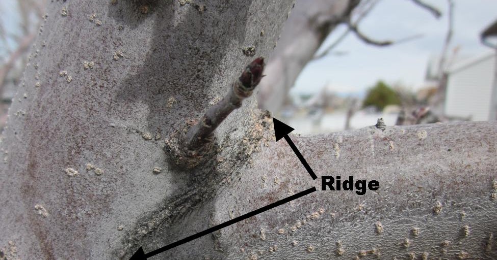Fruit Tree Pruning at Its Best: What is a Ridge?