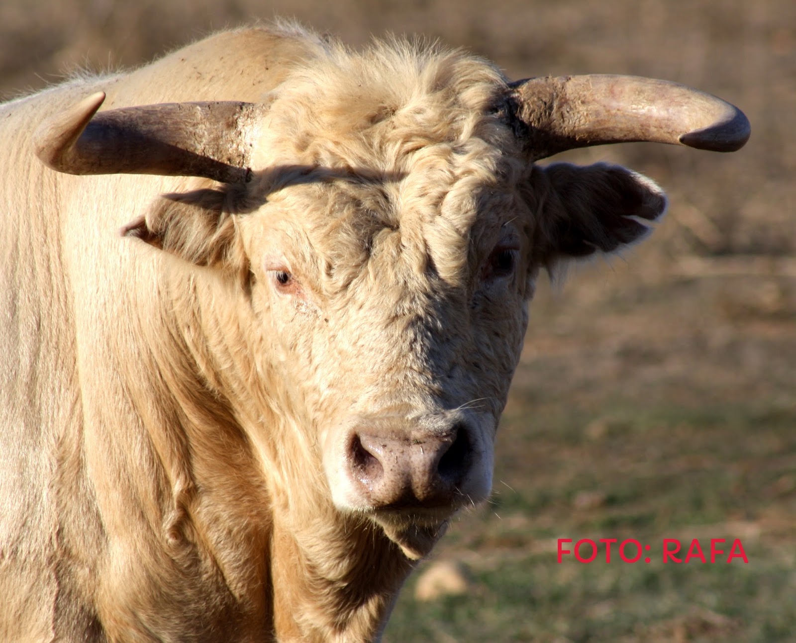 Toreo en Red Hondo: PINTAS DEL TORO DE LIDIA (9): LOS TOROS DE LA ...