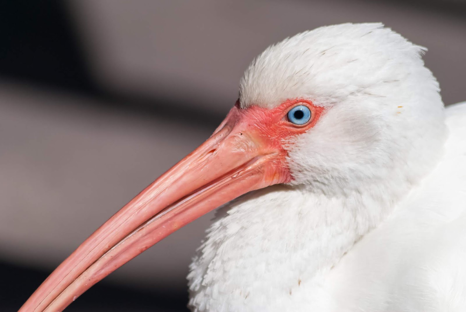 American White Ibis