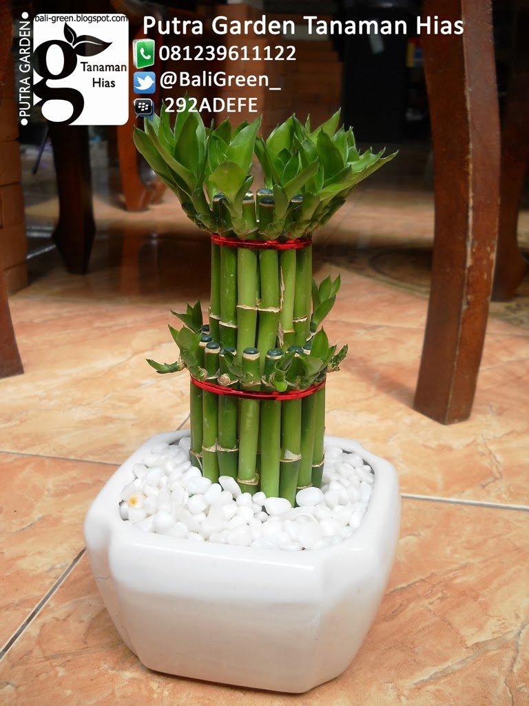 Tanaman Hias Unik Bambu Rejeki (Lucky Bamboo) Di Bali | Tanaman Hias ...
