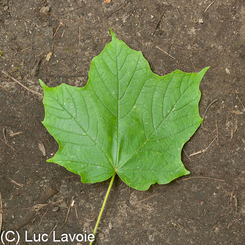 Arbres des parcs-nature et boisés de Montréal: Feuilles des érables