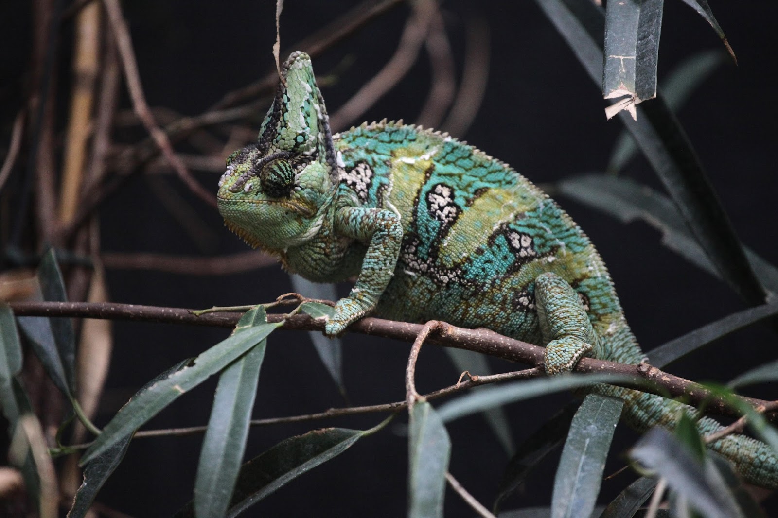 Wishful Linking Family History Blog: The third step in my A-Z of quirky ...