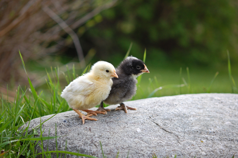 synch-ro-ni-zing: How to Bloom: chicks, blossoms, and a Rilke poem