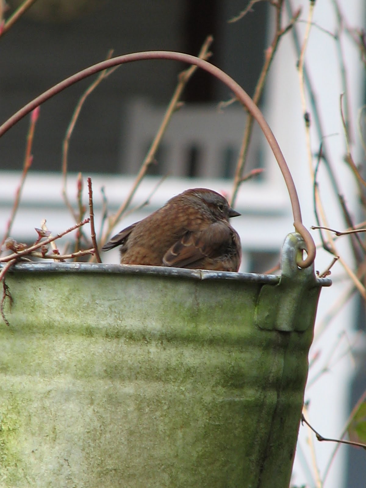 From Cedar Pond to Laughing Dove Farm : Bucket Bird
