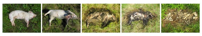Decomposition Scientific Aspect Of Decomposition Abiotic Biotic decomposition-scientific-aspect-of-decomposition-abiotic-biotic