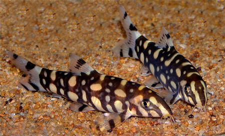 The family of aquarium fish loaches (Cobitidae): Botia kubotai - this ...