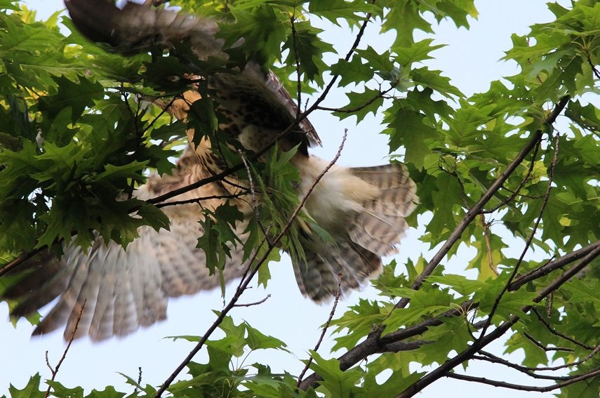 Hawkwatch at the Franklin Institute: #1 fledges, #2 fledges, and ...