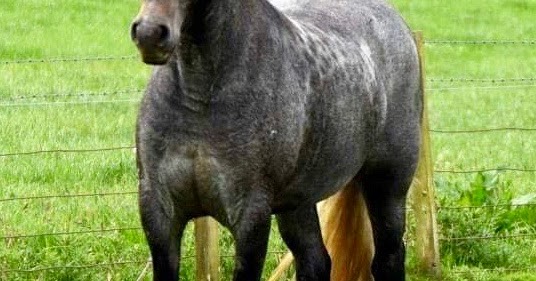 Chamfron Stud : Chamfron Colada backed