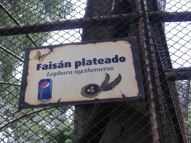 Aurora Zoo: Faisán Plateado (Lophura nycthemera)