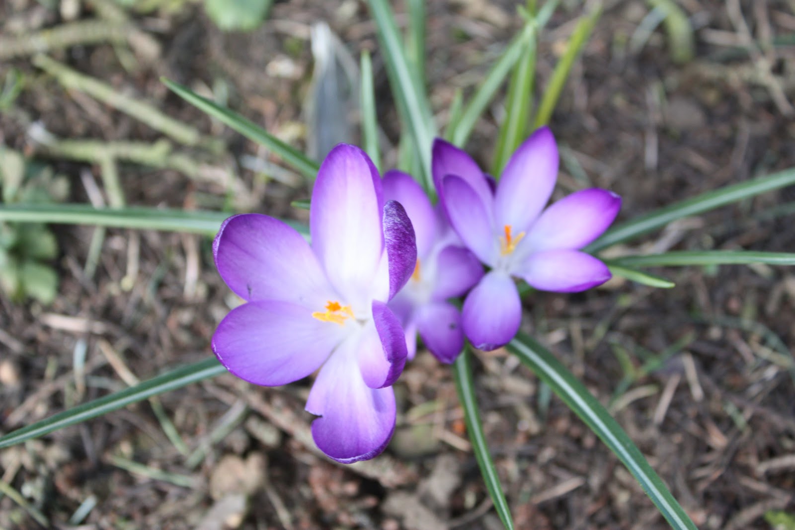 Dear London, Love Dakota: Prairie Crocus