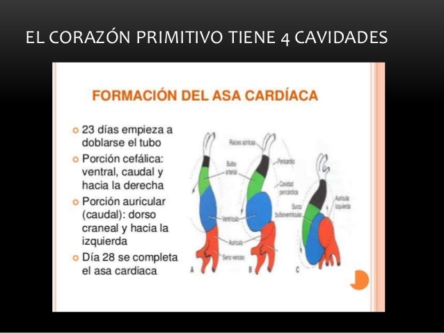 Histoembriologia: Sistema Circulatorio