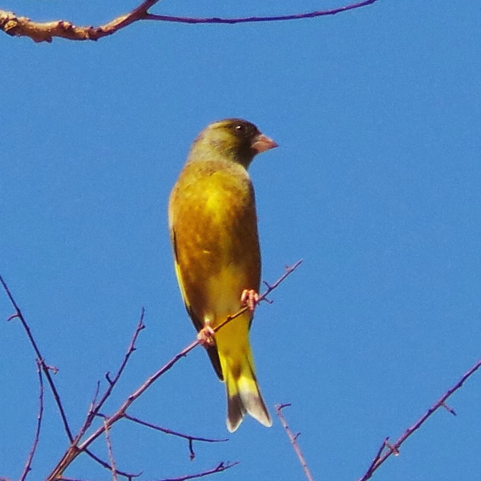Mini Ornitho: Oiseaux du Japon en automne