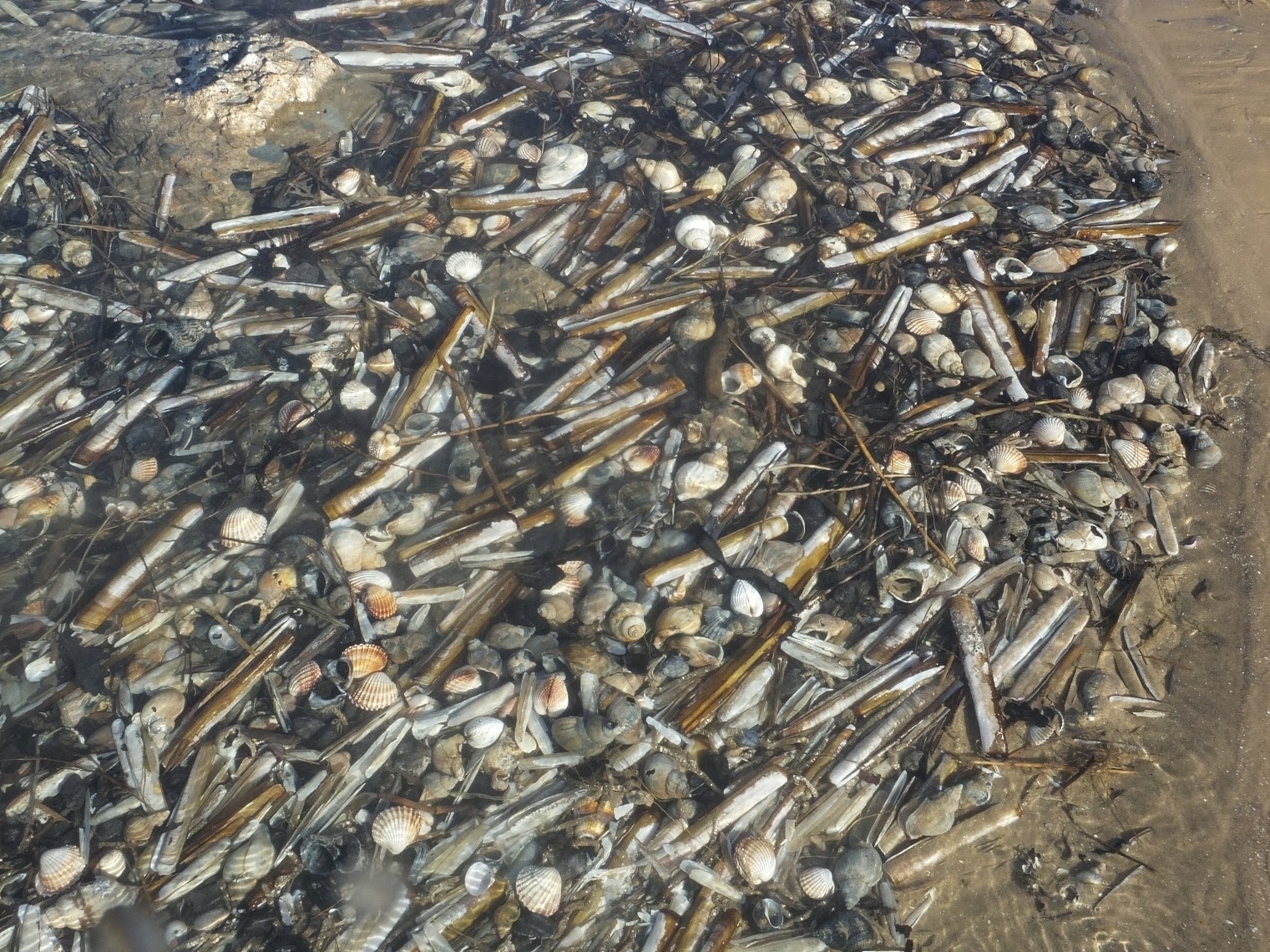 Lancashire and Lakeland Outback Adventure Wildlife Safaris: Not the day ...