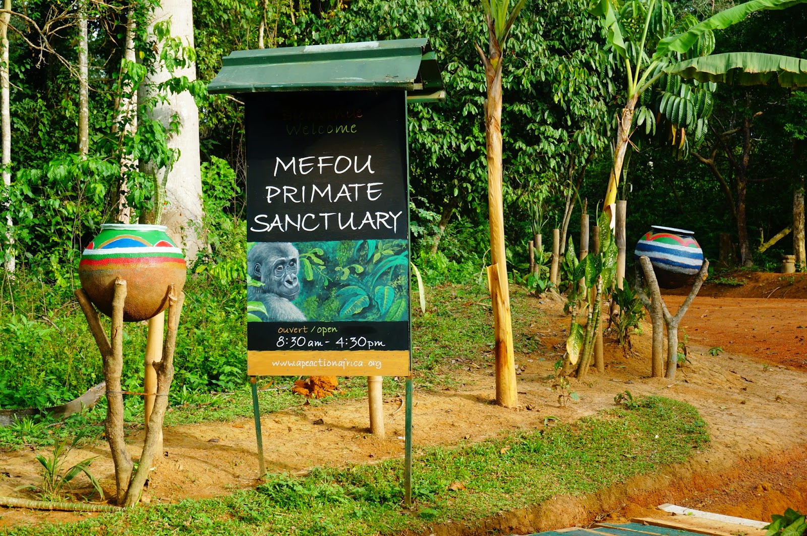 365 Tage Kamerun: Mefou National Park - ein Affenwaisenhaus