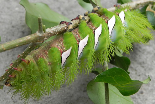 Lonomia, The Deadly Clown Caterpillars | Blognya SBY (Si Bang Yaan)