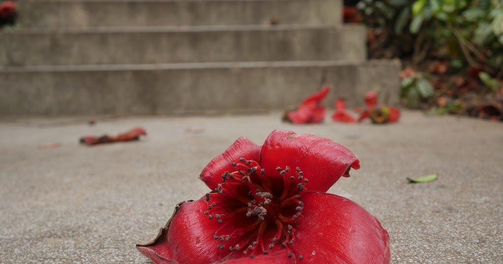 Bountiful Bombax Ceiba Flowers - Isidor's Fugue