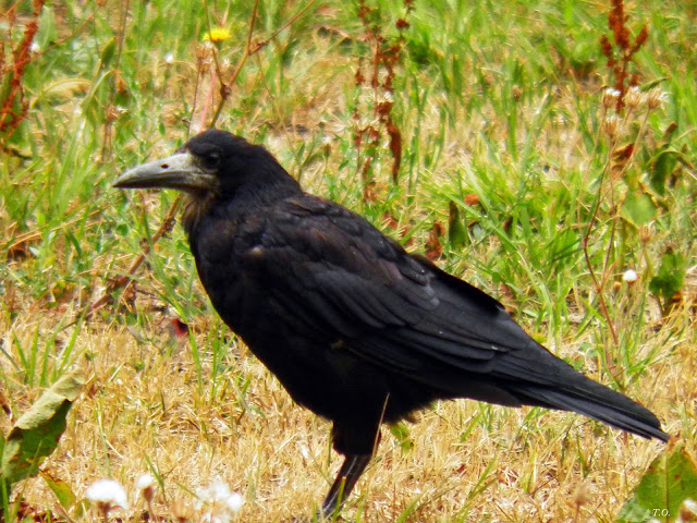 PASARI DIN ROMANIA: CIOARA DE SEMANATURA, Corvus frugilegus