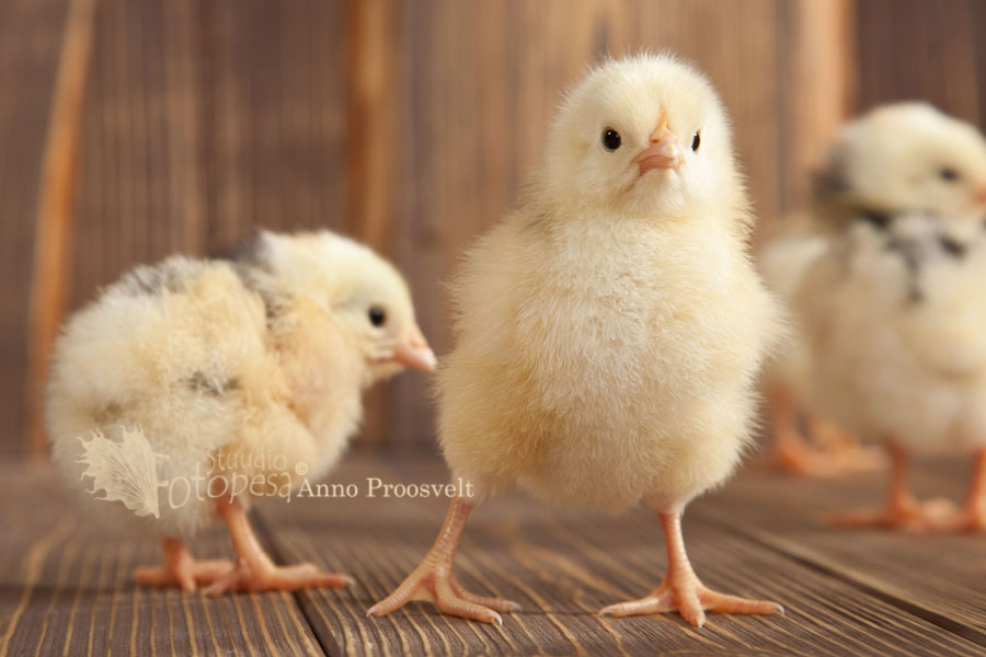 Tibudega fotostuudios vol 2 - Fotostuudio Fotopesa