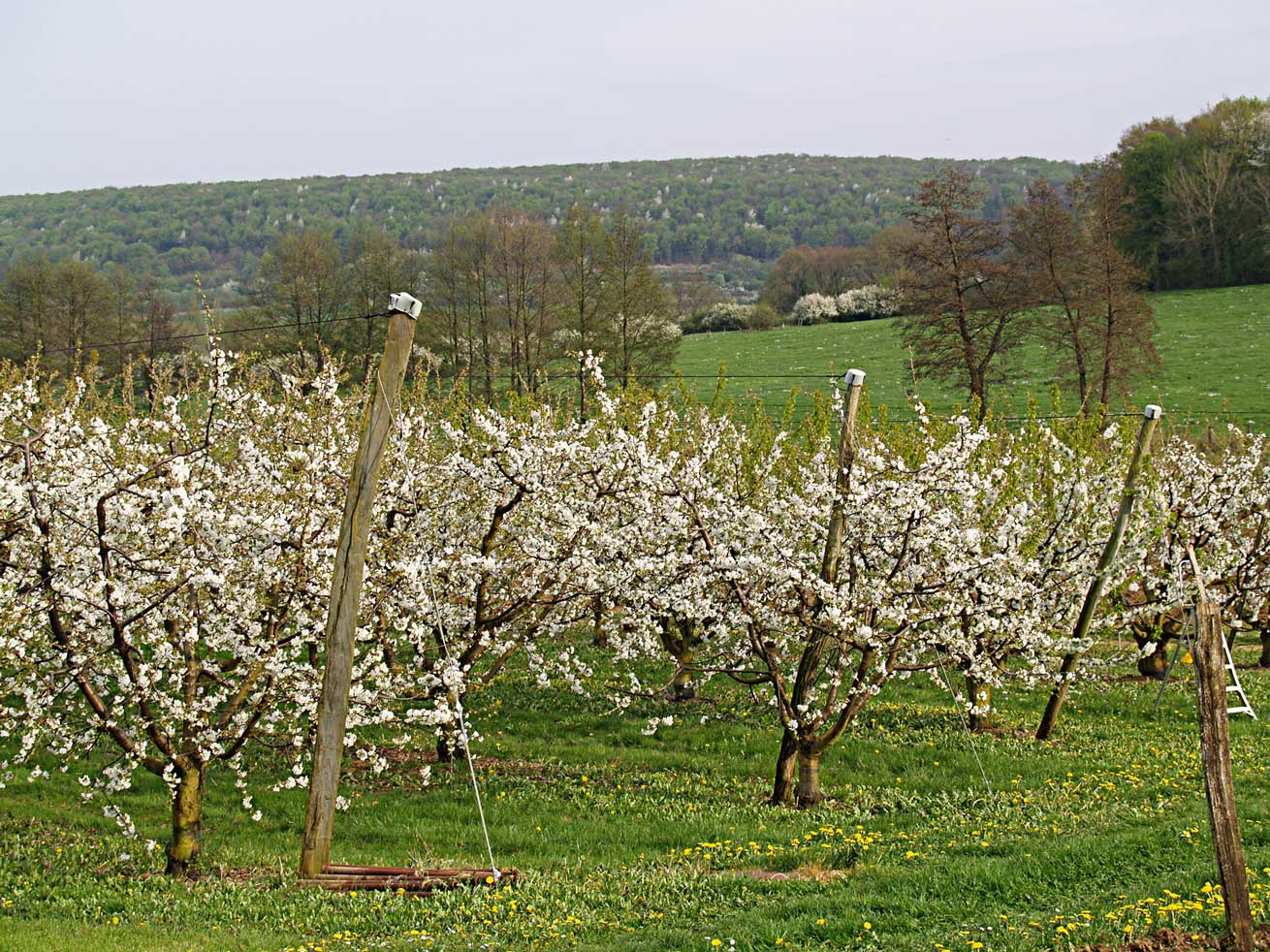 les vergers de nancerval: Les Vergers