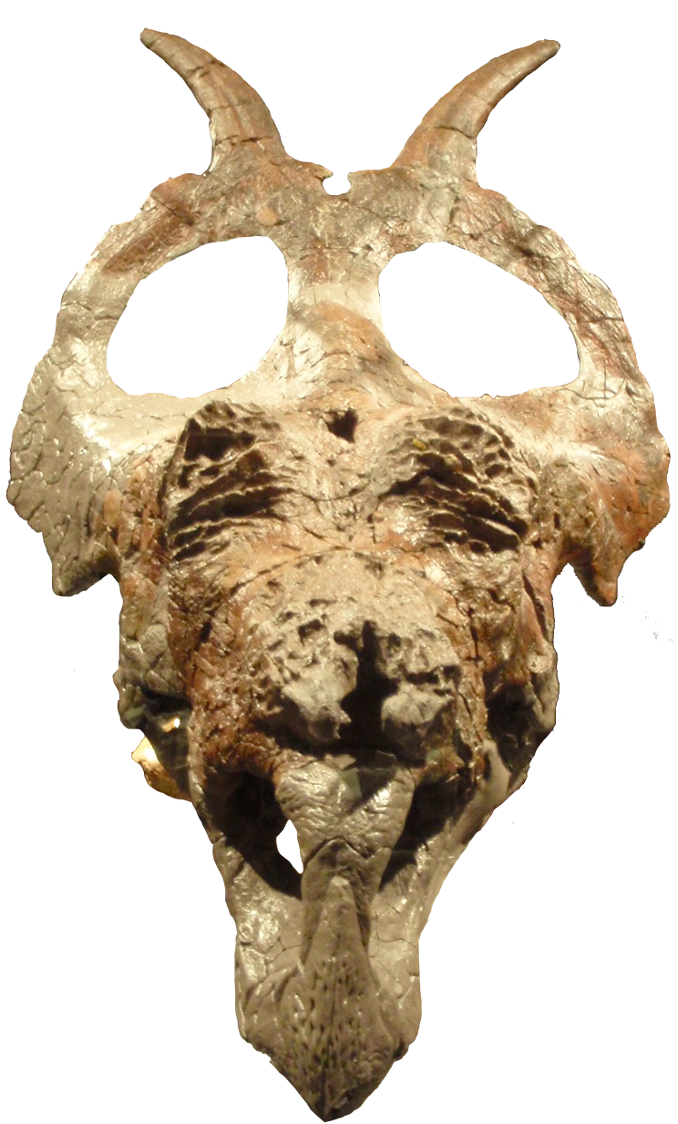 Mesozoica Galleria: Achelousaurus (Achelous's Lizard)