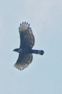 A Wandering Naturalist: Sarawak: A Borneo Highlands Nature Festival