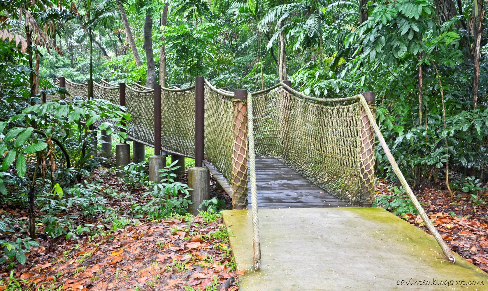 Entree Kibbles: The Understory - Mid Canopy Walk @ Sungei Buloh Wetland ...