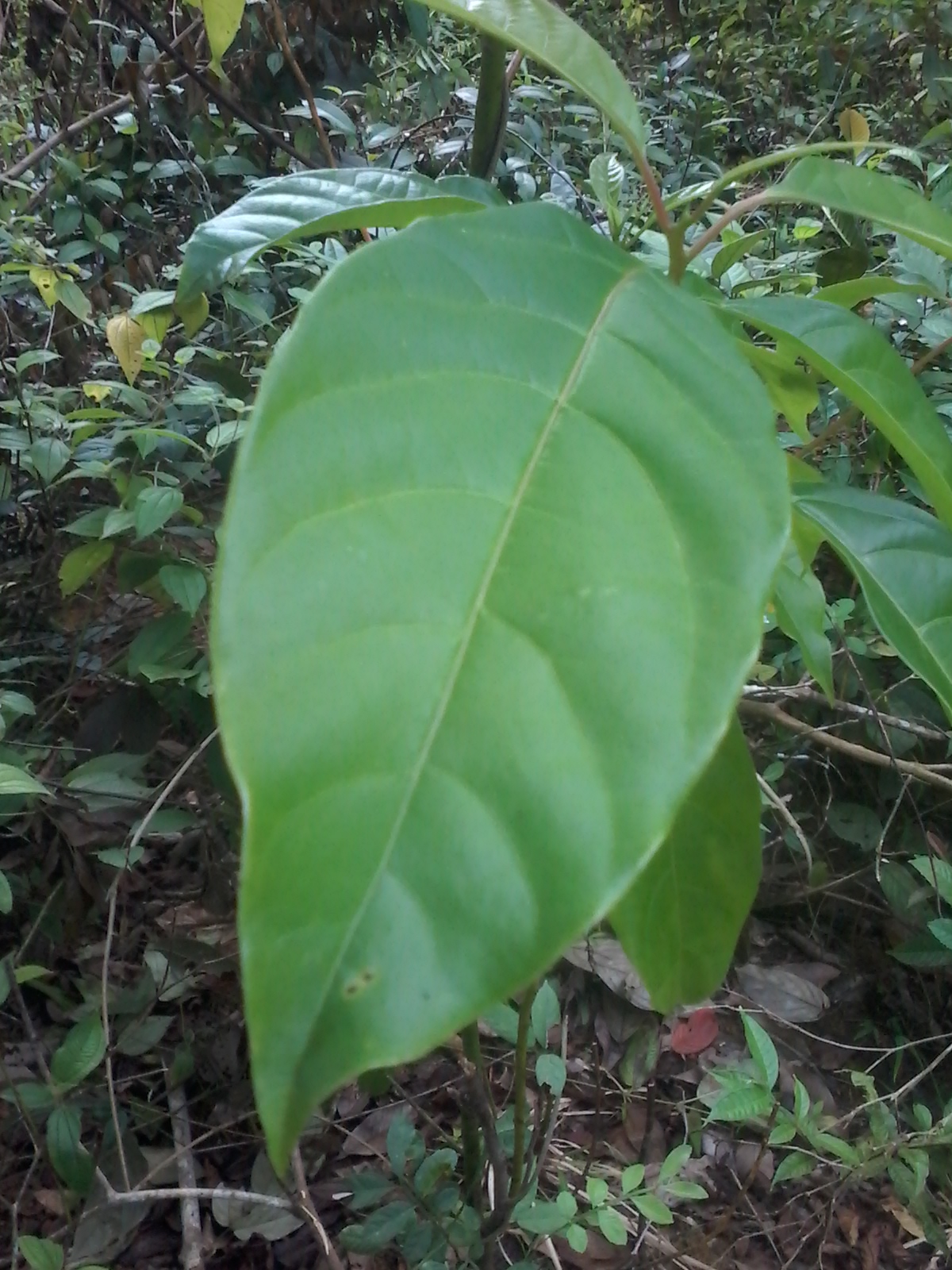 Azram Sulong: pokok sarsi