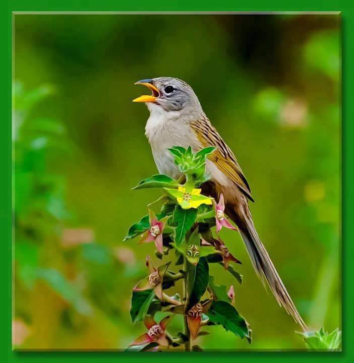 CHODAVARAMNET: PICHUKA