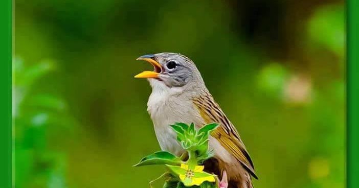 CHODAVARAMNET: PICHUKA