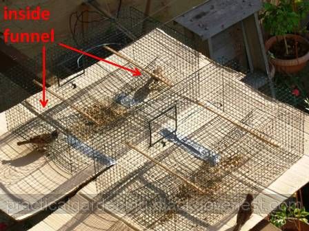 Practical Gardening: Homemade Bird Trap - Pre-Baiting Sparrows