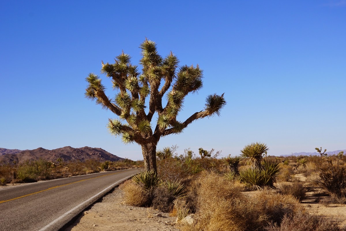 CSUS Praktikum: San Diego - Tijuana Mexiko - Joshua Tree National Park