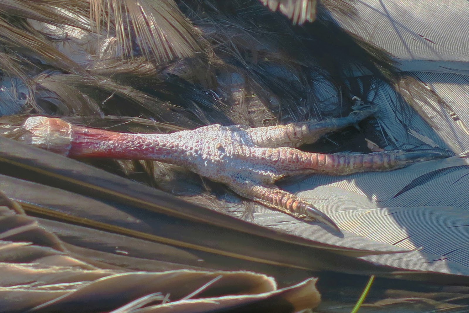 Living Rootless: May 2018