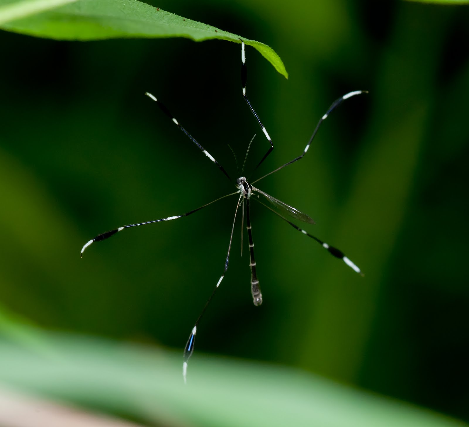 Zen Through a Lens: Bizarre Bugs in the Boonies